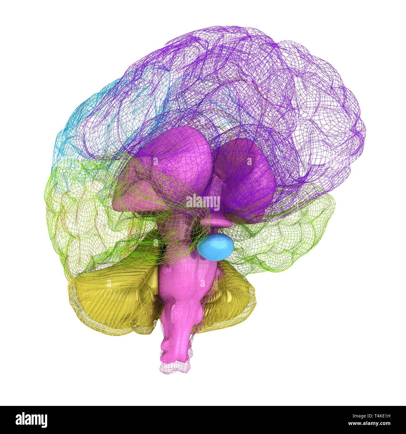 Creative concept of the human brain Stock Photo - Alamy