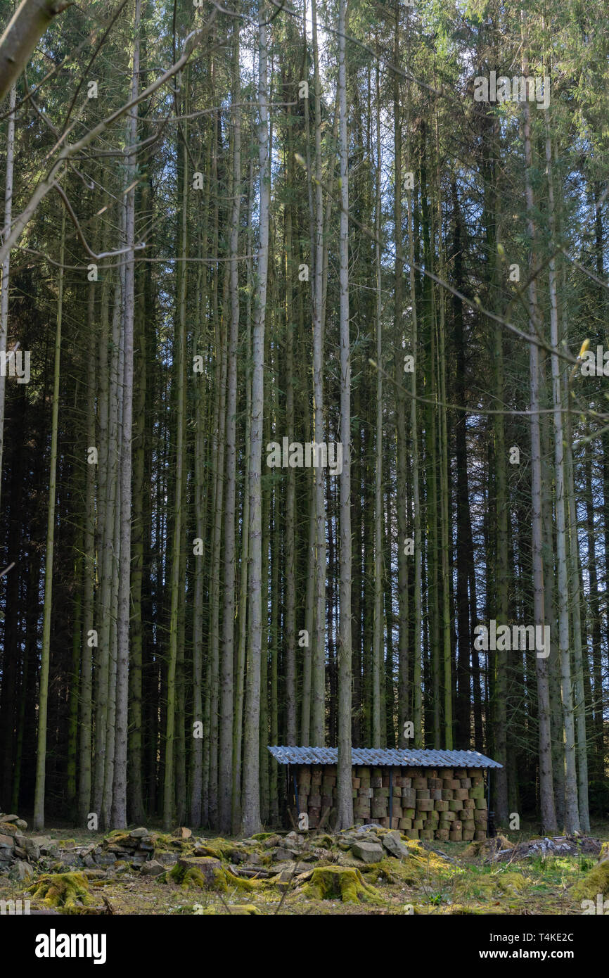 Tall fir tree trunks Stock Photo - Alamy