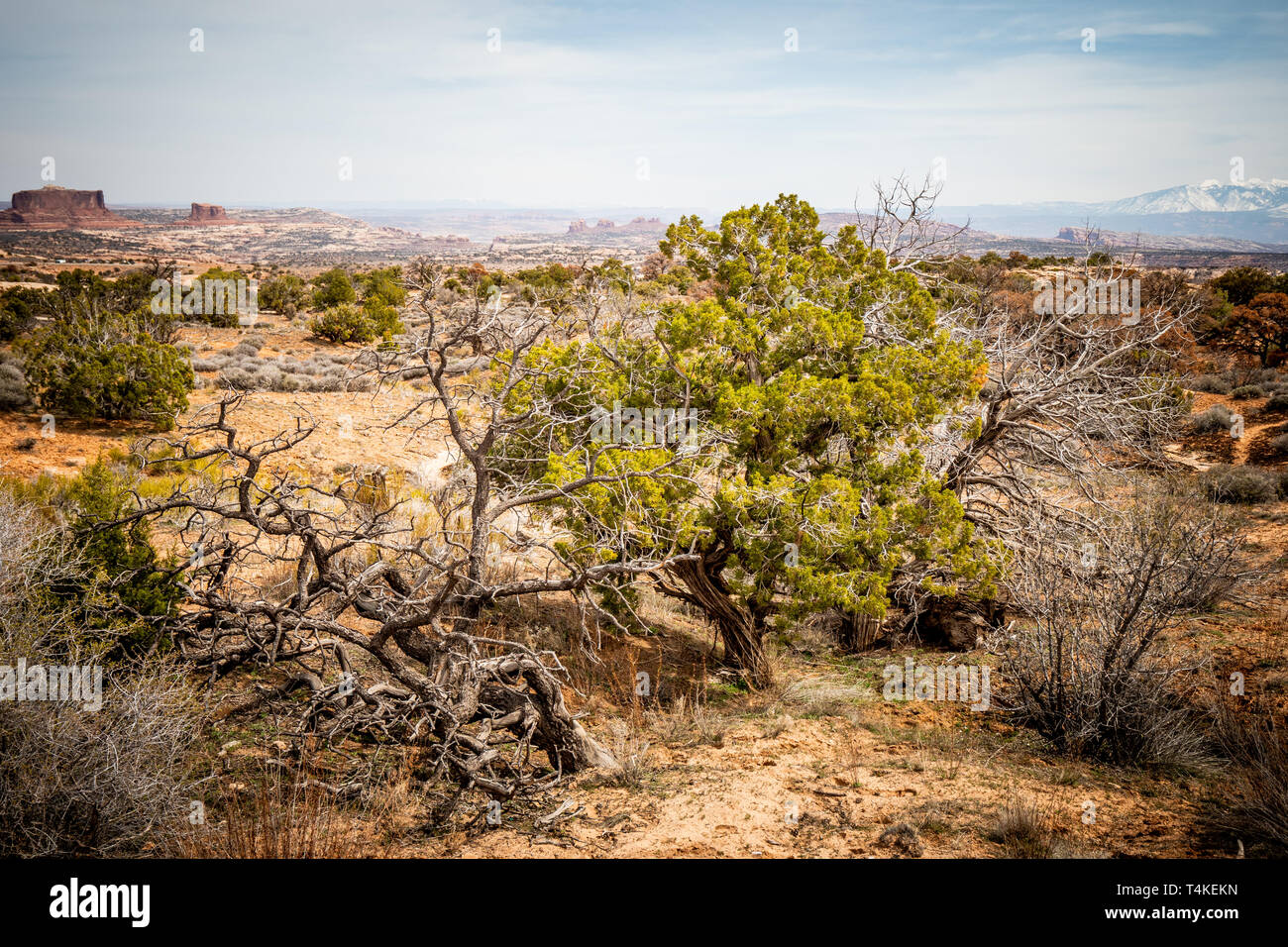 Amazing landscape and vegetation in the desert of Utah Stock Photo - Alamy