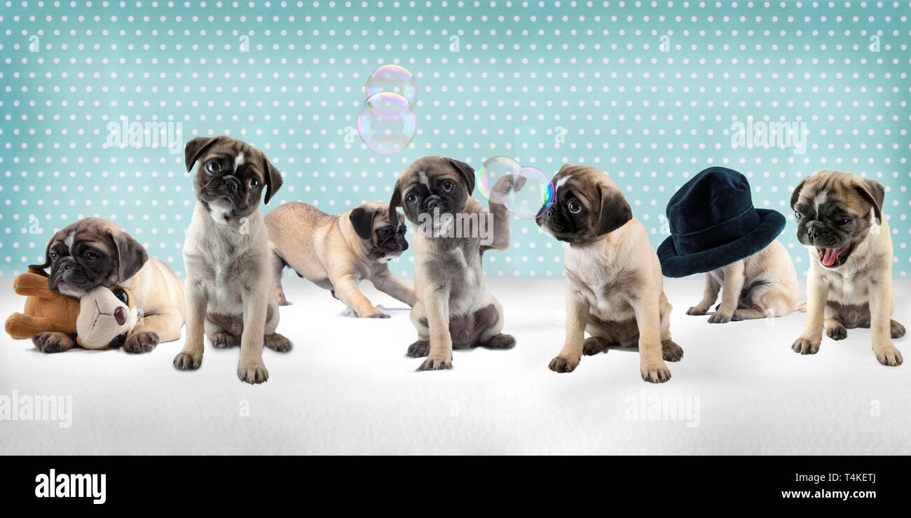 7 Dogs Puppy of Breed Pug doing funny things. Isolated dogs in front of ...