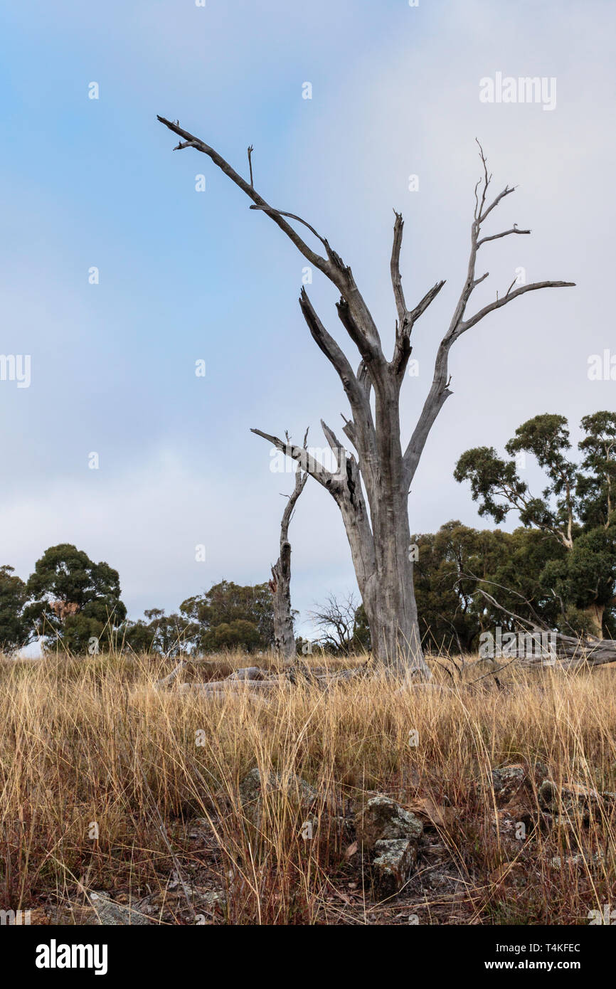 Three dead trees forming an arch against a clearing sky at the Pinnacle ...