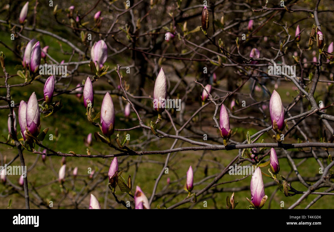 Magnolia botanical illustration pattern hi-res stock photography and ...