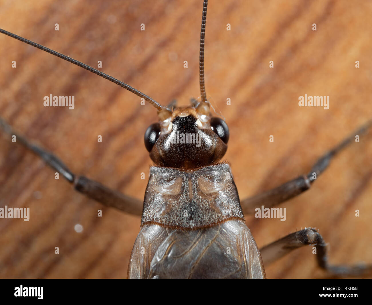 Macro Photography of Head of Cricket on Wooden Floor Stock Photo - Alamy