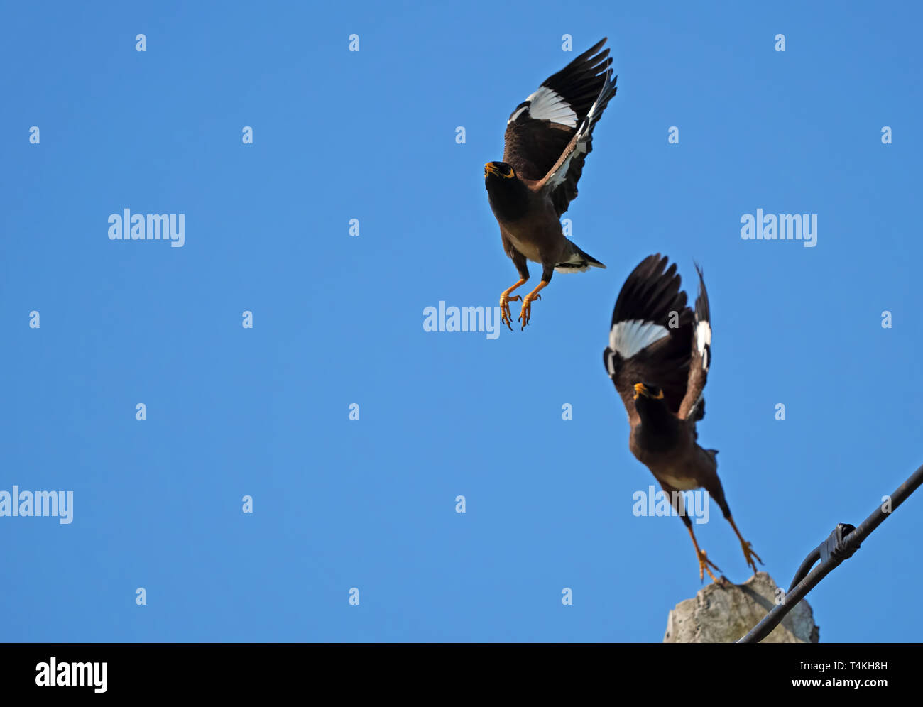 Movement Scene of Mynah Bird Jumping in The Air Isolated on Blue Sky ...