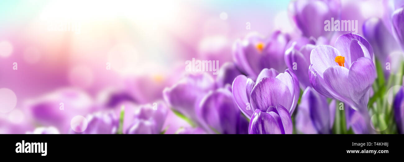 Blooming Cluster Of Purple Crocuses With Sunlight - Springtime ...