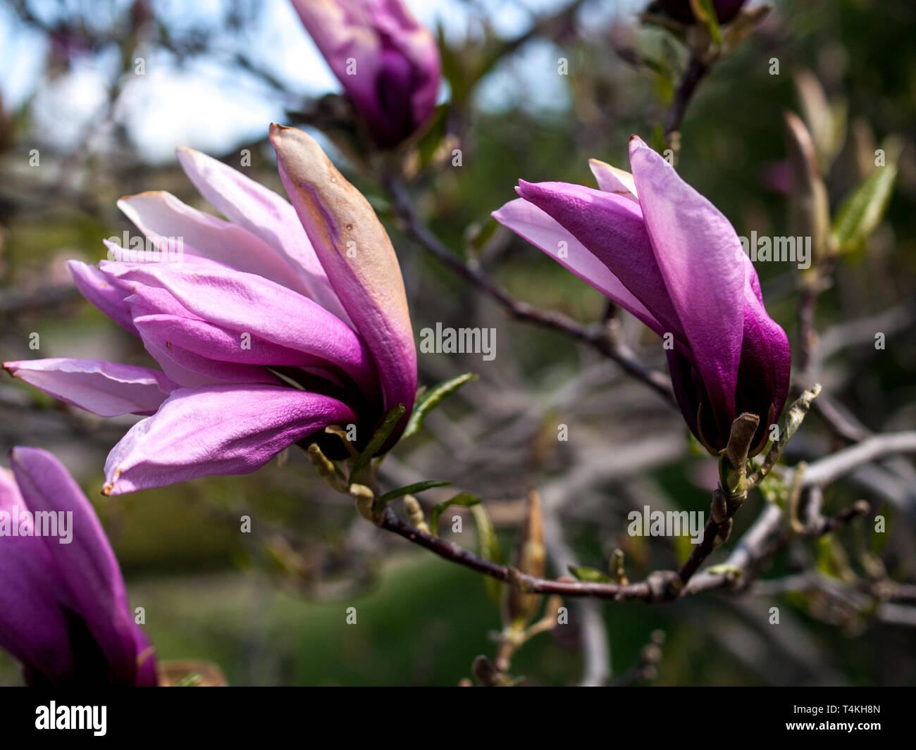 Magnolia tree vector hi-res stock photography and images - Alamy