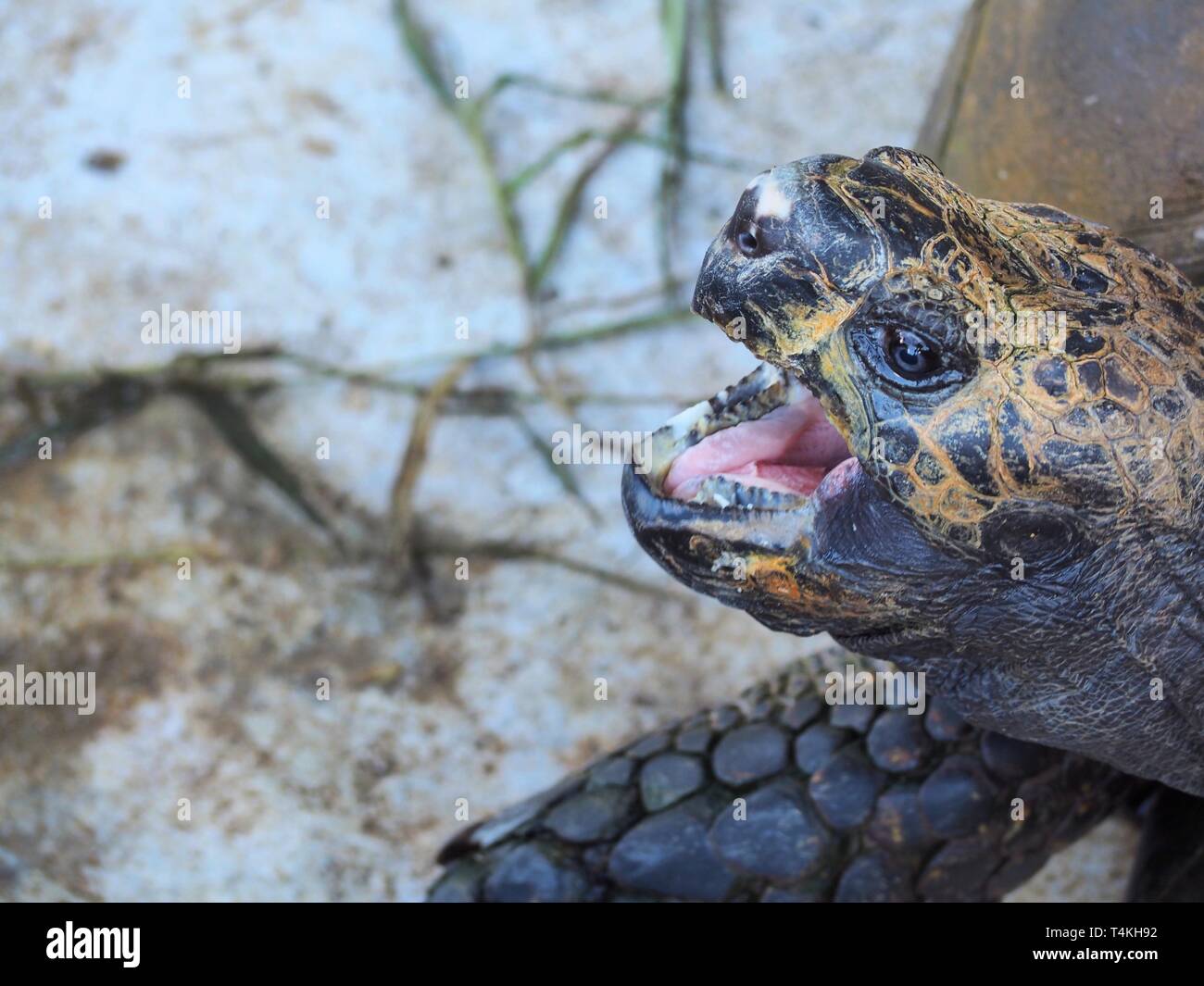 Close-up of a turtle's head with open mouth longing for food or yelling ...