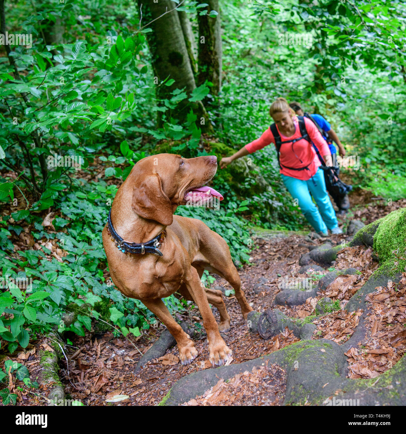 Dog root hi-res stock photography and images - Alamy