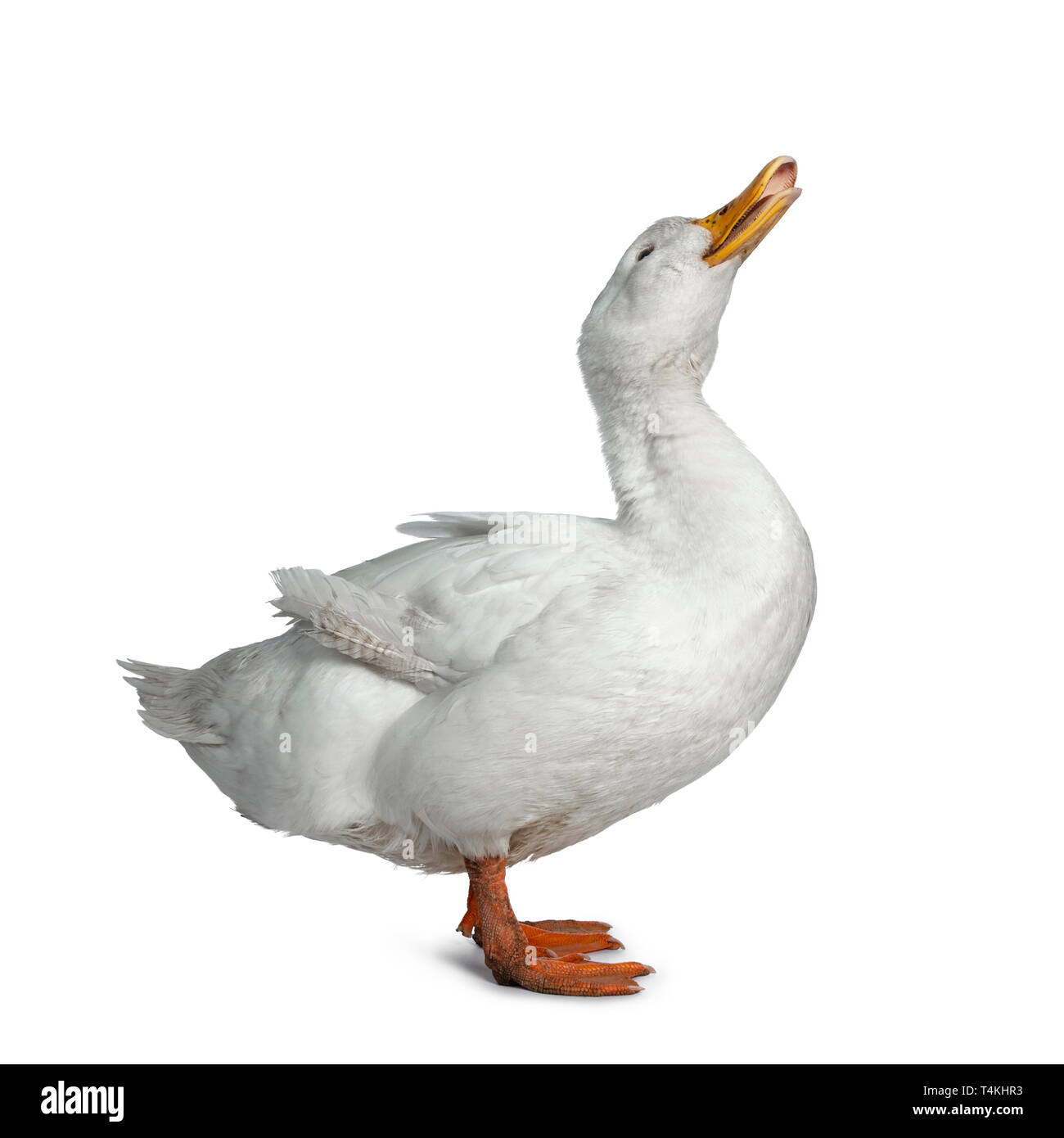 Tame Duck Stock Photos & Tame Duck Stock Images - Alamy