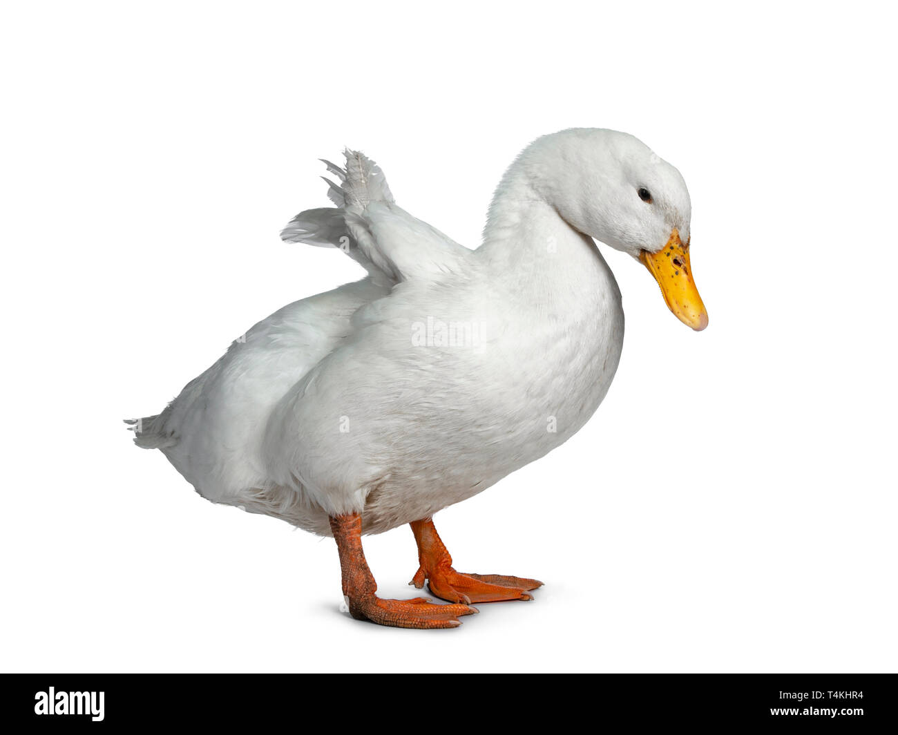 Tame white duck, standing side ways facing camera. Looking down and ...
