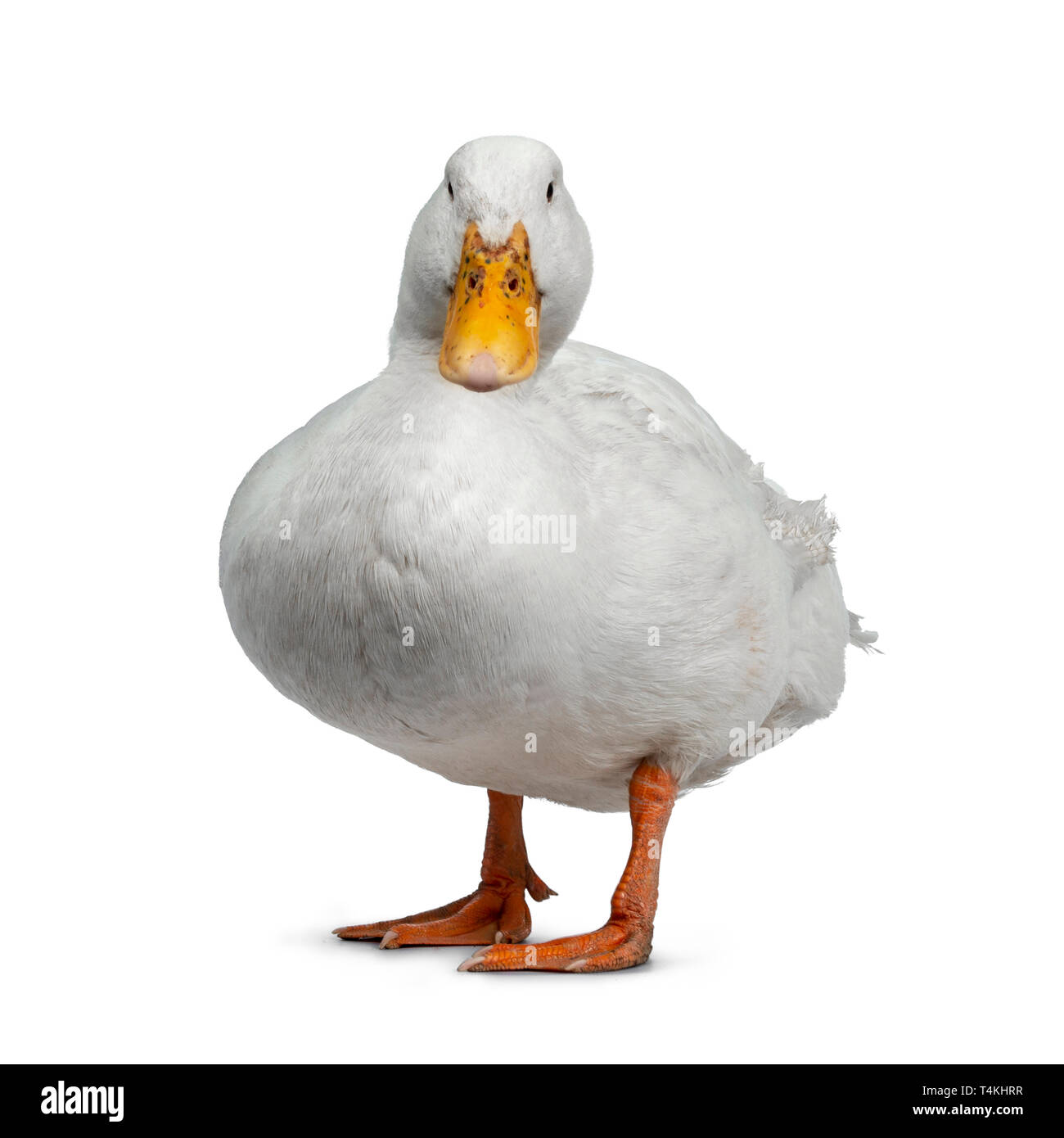 Tame white duck, standing facing camera. Looking towards lens. Isolated ...