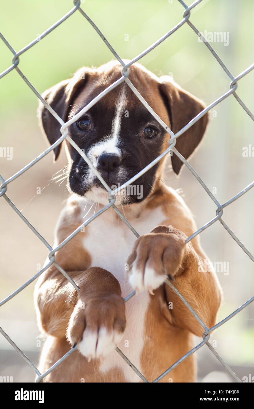 Sad dog cage hi-res stock photography and images - Alamy