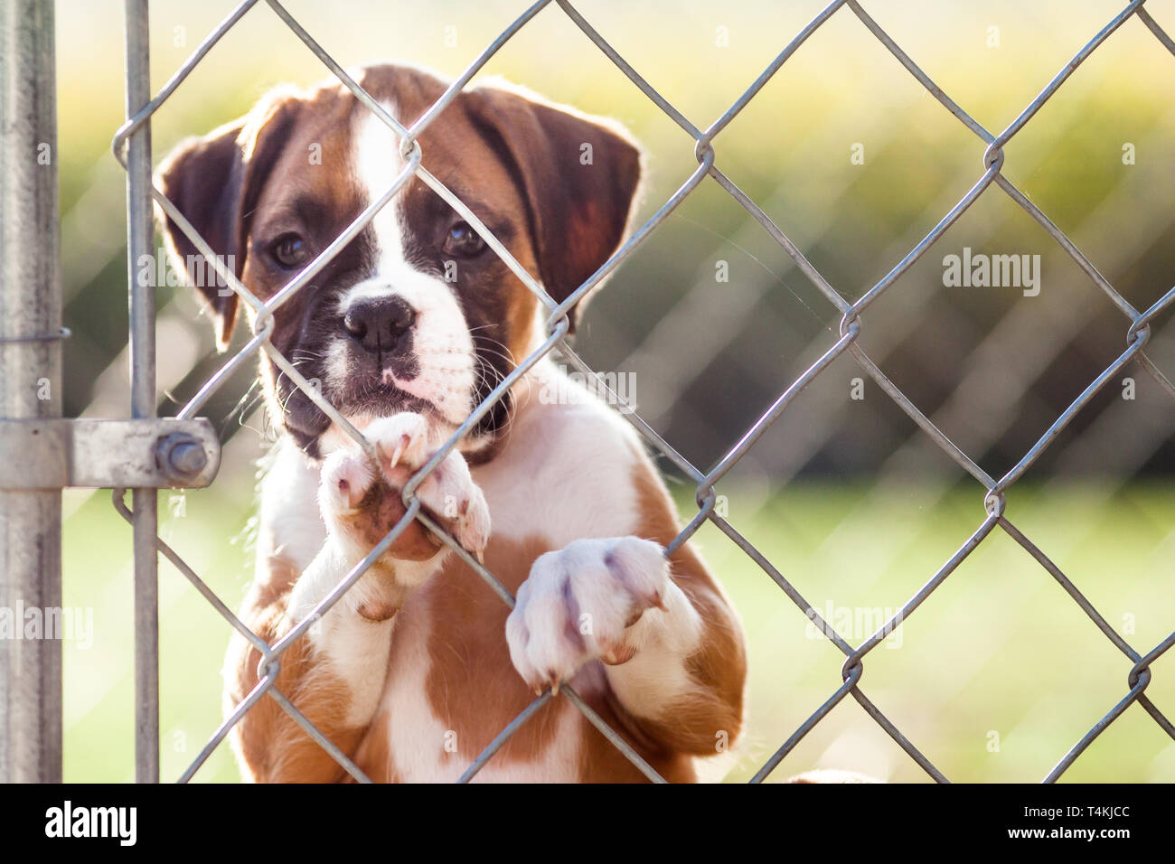 Sad dog cage hi-res stock photography and images - Alamy