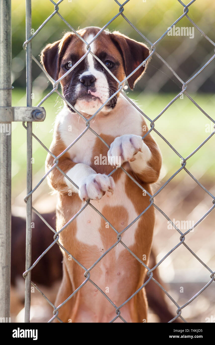 Sad dog cage hi-res stock photography and images - Alamy