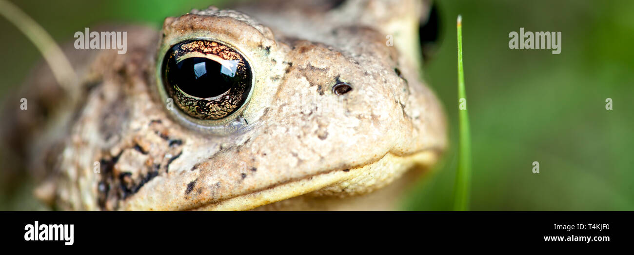 Closeup Of Common Toad In Nature Stock Photo - Alamy