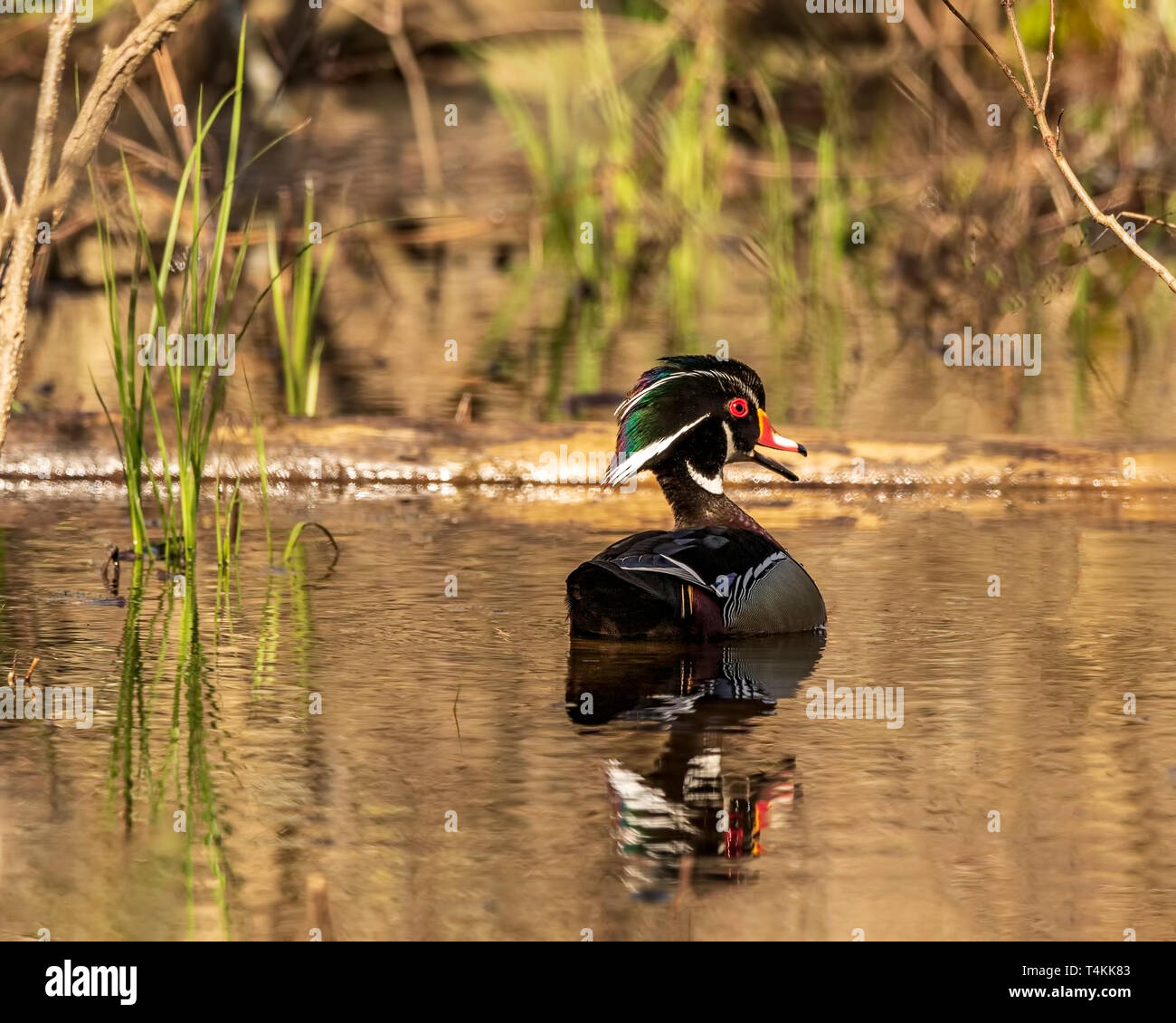 A beautiful and colorful wood duck out for a morning swim Stock Photo ...