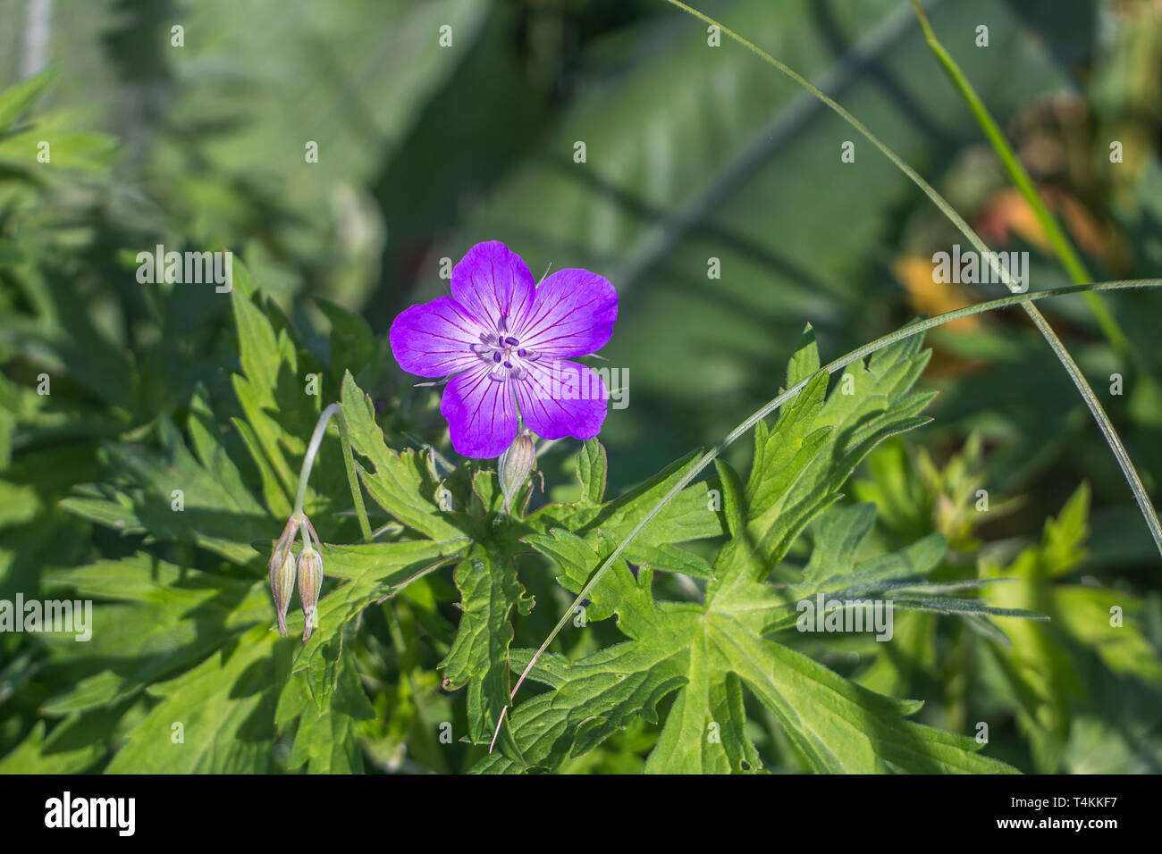 Geranium one single flower hi-res stock photography and images - Alamy
