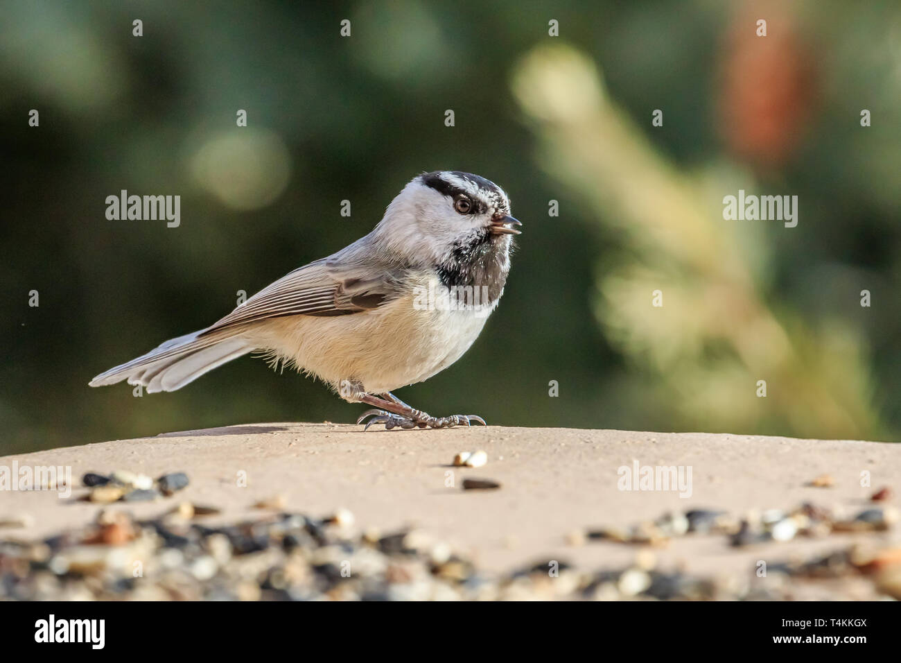 Mountain Chickadee (Poecile gambeli) feeding Stock Photo - Alamy