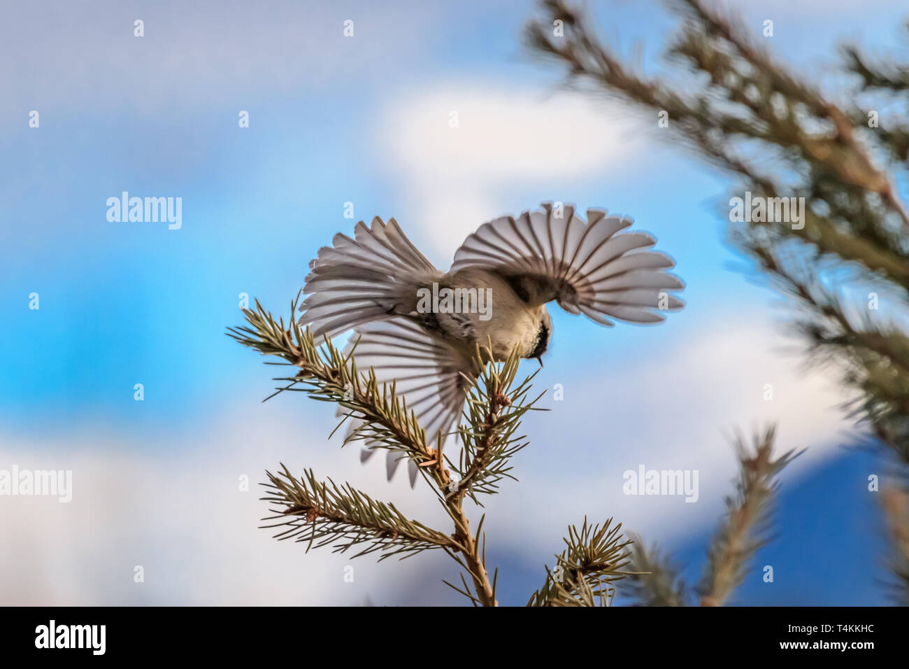 Mountain Chickadee (Poecile gambeli) in flight Stock Photo - Alamy