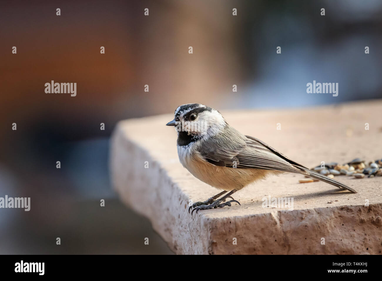 Mountain Chickadee (Poecile gambeli) feeding Stock Photo - Alamy