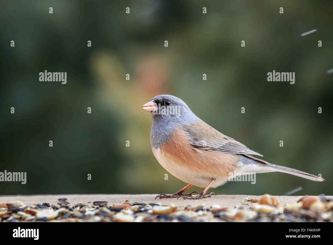 Dark-eyed Junco (Junco hyemalis) - pink-sided type Stock Photo - Alamy
