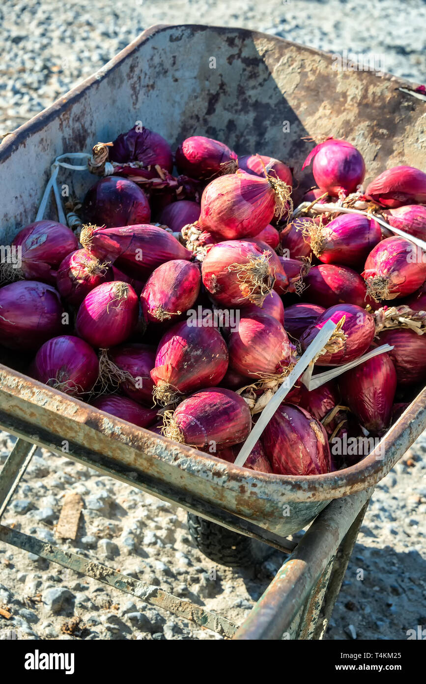 The sweet red onion of tropea hi-res stock photography and images - Alamy