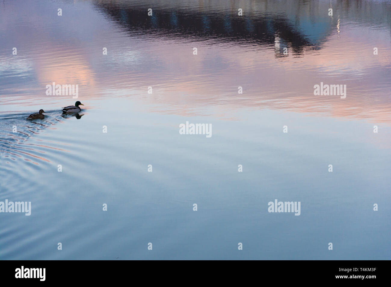 Two swimming ducks on the blue-pink mirror smooth surface of a quiet ...