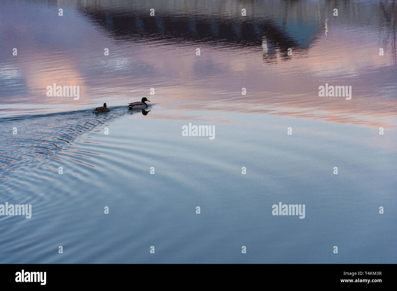 Two swimming ducks on the blue-pink mirror smooth surface of a quiet ...
