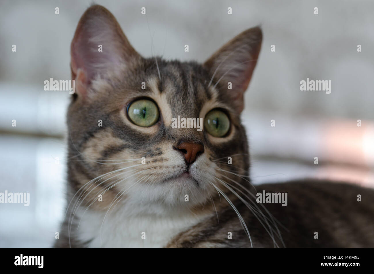 Carefully look into the camera hi-res stock photography and images - Alamy