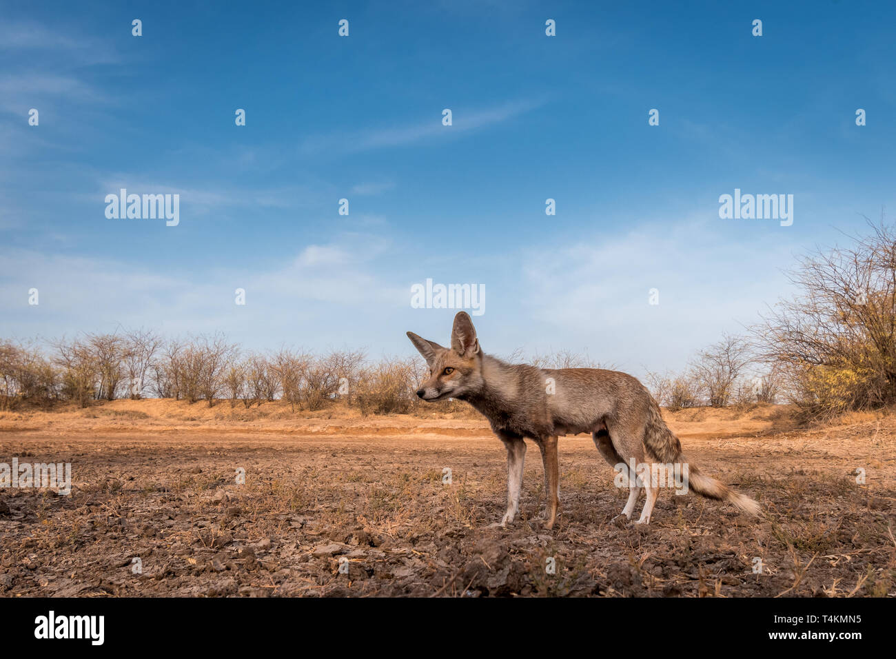 Mother fox trees hi-res stock photography and images - Alamy