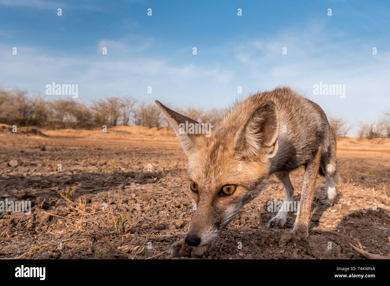 India fox hi-res stock photography and images - Alamy