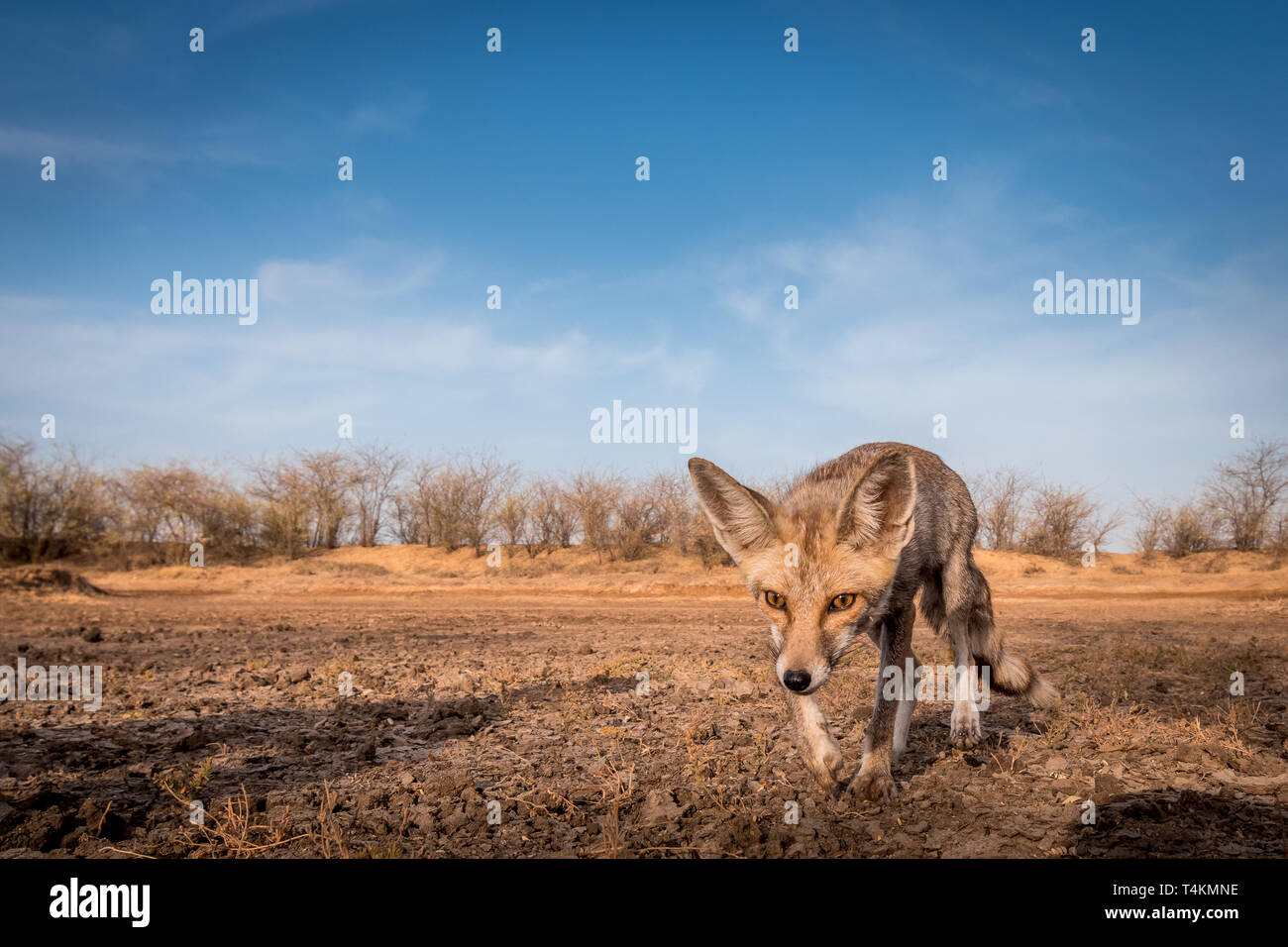 Mother fox trees hi-res stock photography and images - Alamy