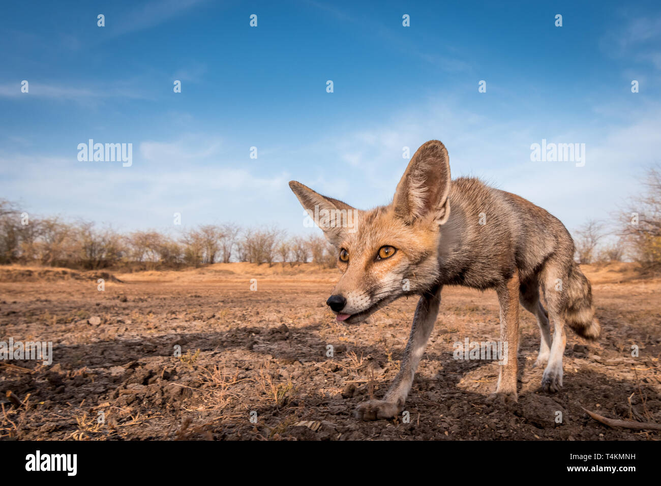 Mother fox trees hi-res stock photography and images - Alamy