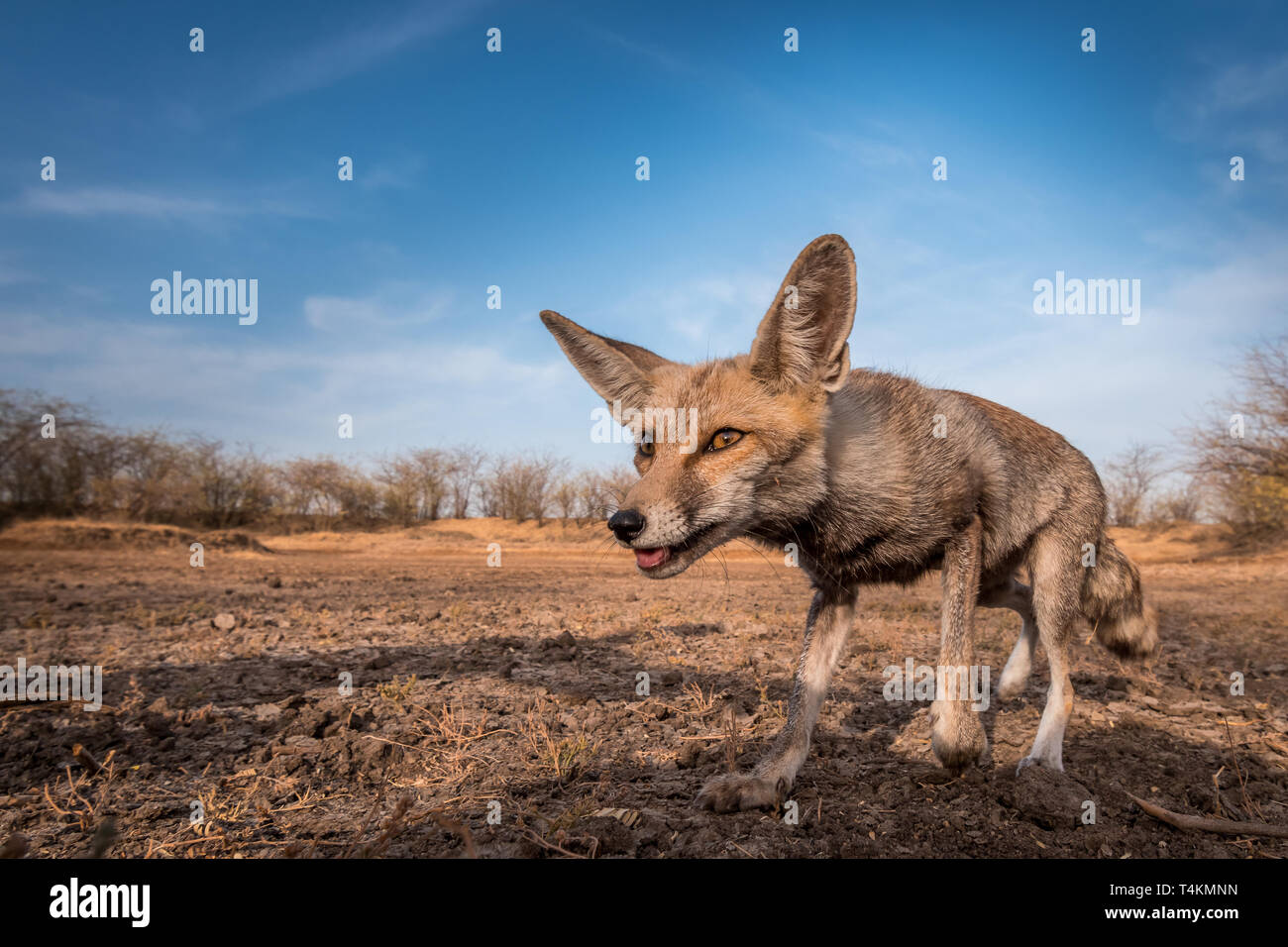 Baby fox mother hi-res stock photography and images - Alamy