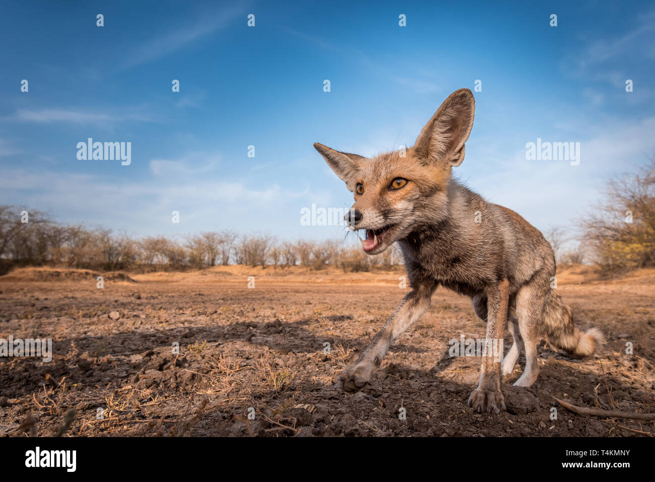 Mother fox trees hi-res stock photography and images - Alamy