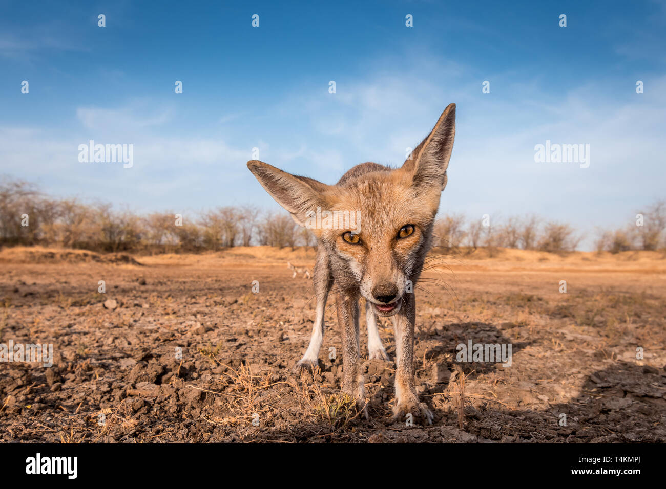 Mother fox trees hi-res stock photography and images - Alamy