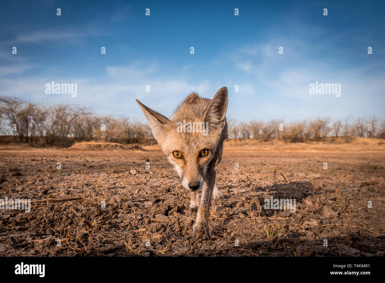 Care of fox hi-res stock photography and images - Alamy