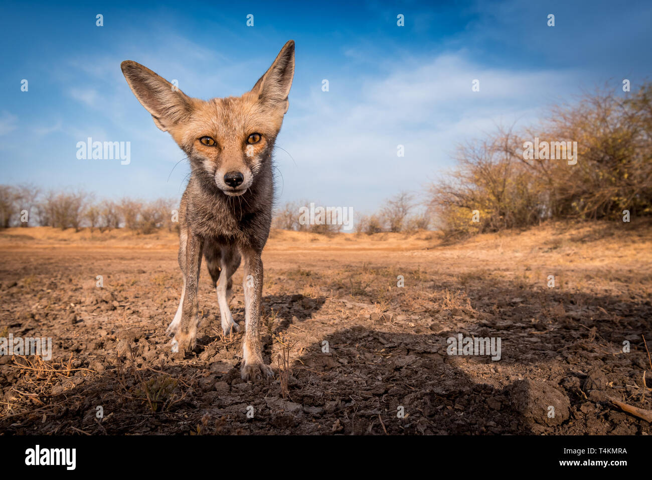 Mother fox trees hi-res stock photography and images - Alamy