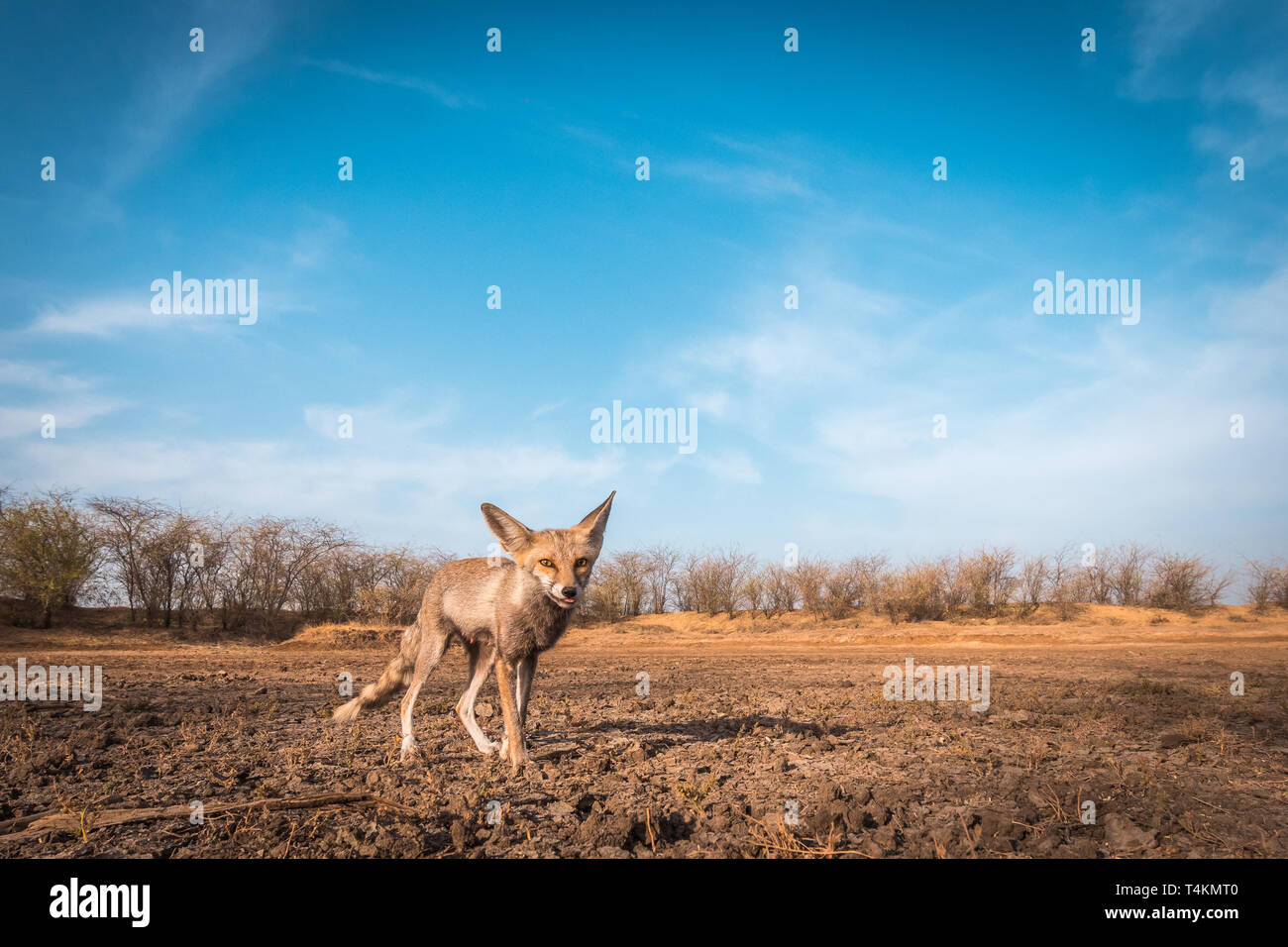Mother fox trees hi-res stock photography and images - Alamy