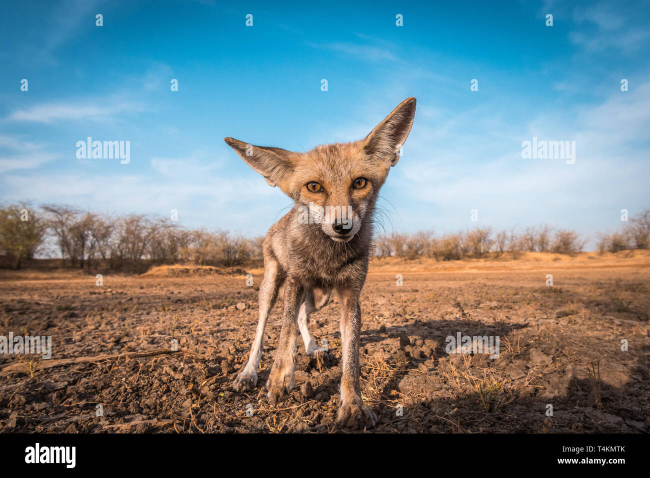 Mother fox trees hi-res stock photography and images - Alamy
