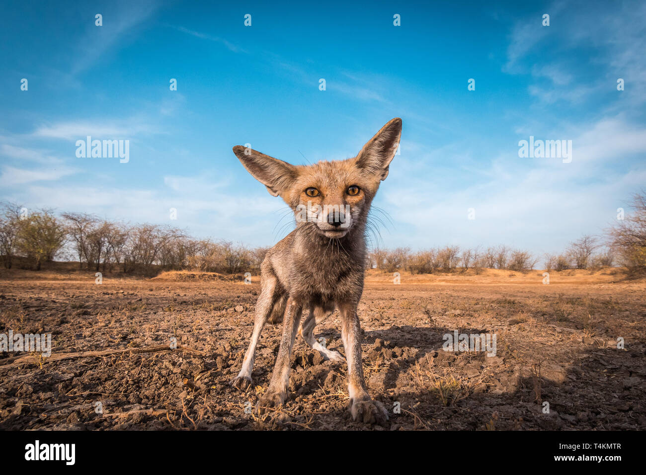 Mother fox trees hi-res stock photography and images - Alamy