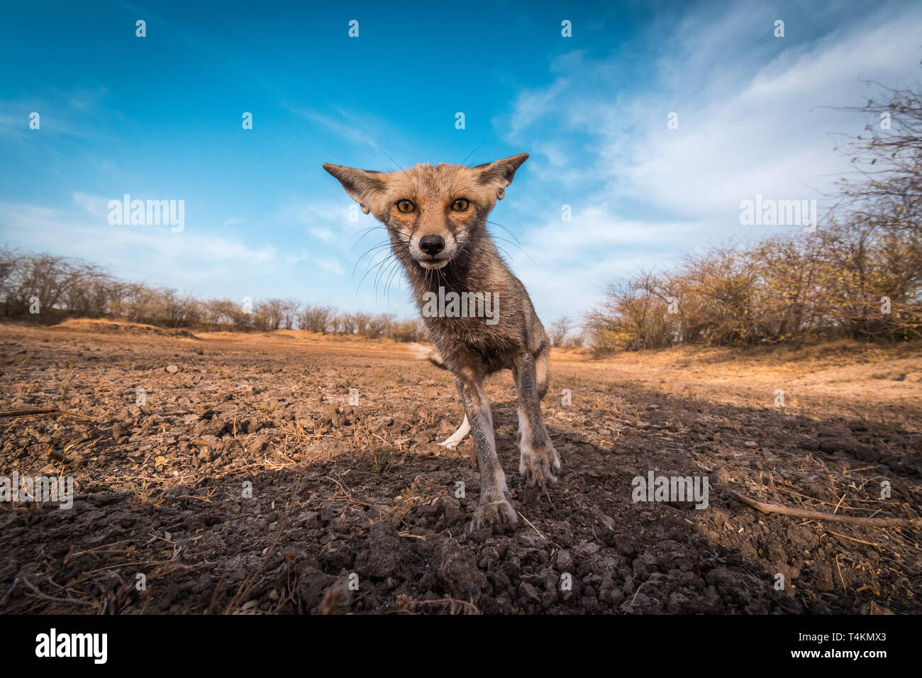 Fox puppies hi-res stock photography and images - Alamy