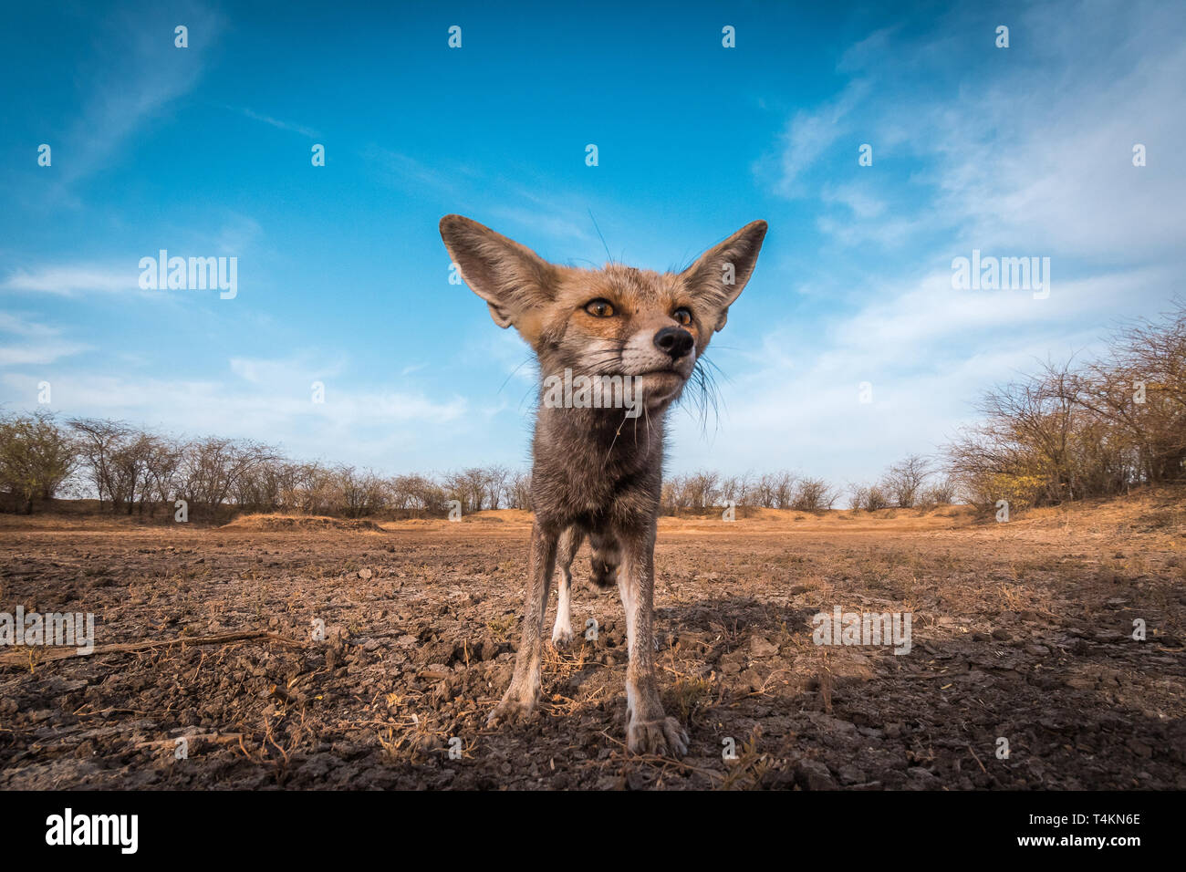 Mother fox trees hi-res stock photography and images - Alamy