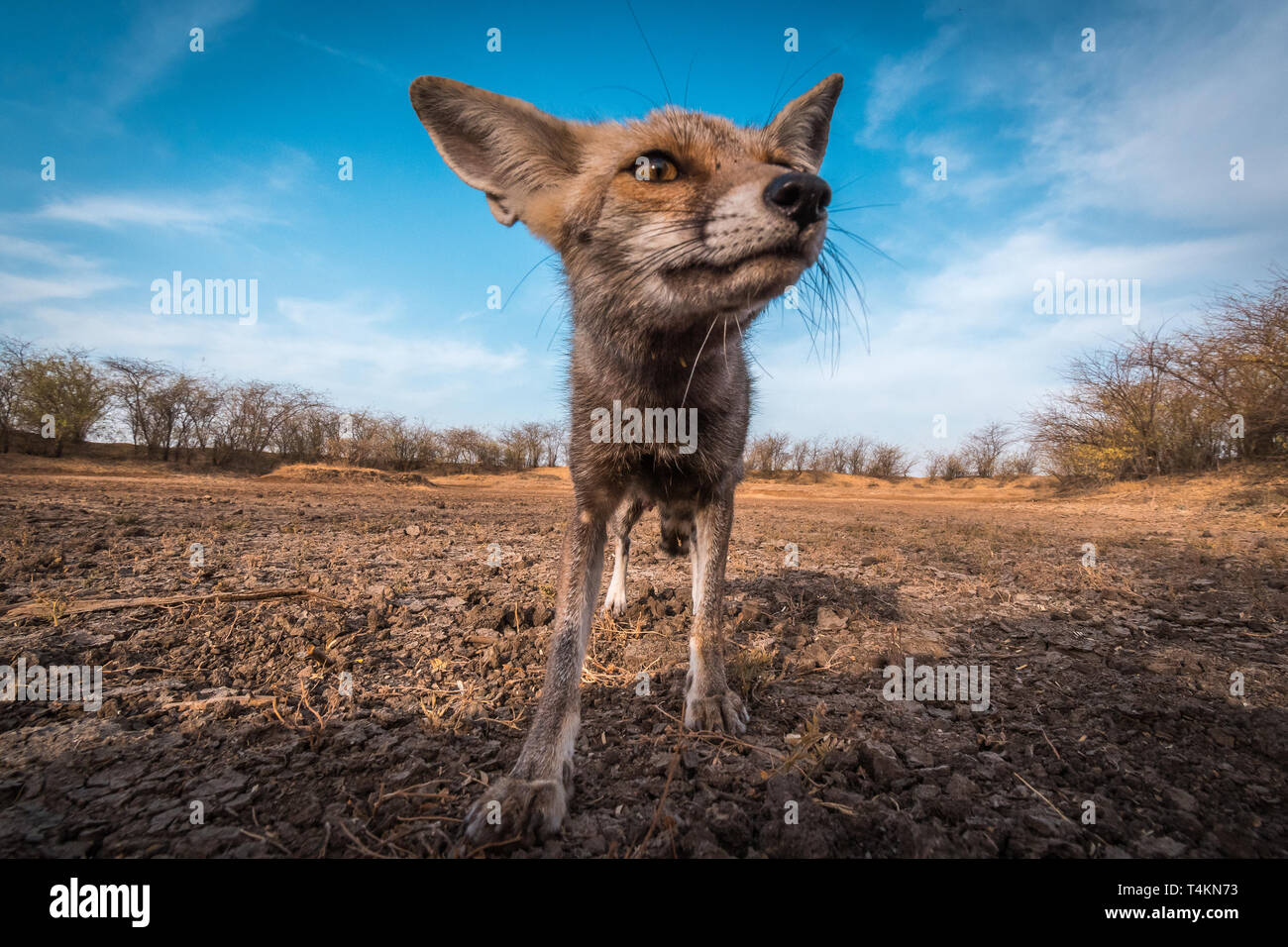 Mother fox trees hi-res stock photography and images - Alamy