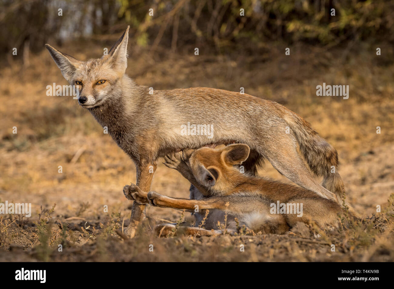 Mother fox trees hi-res stock photography and images - Alamy