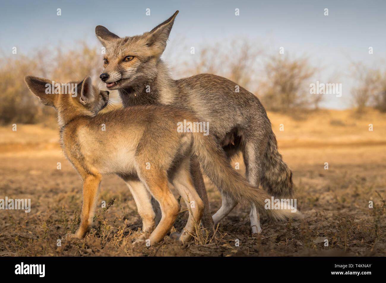 Mother fox trees hi-res stock photography and images - Alamy
