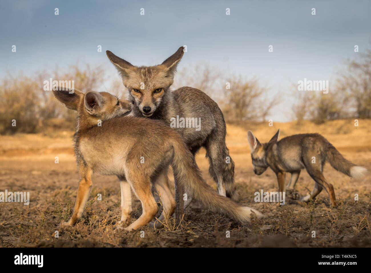 Mother fox trees hi-res stock photography and images - Alamy