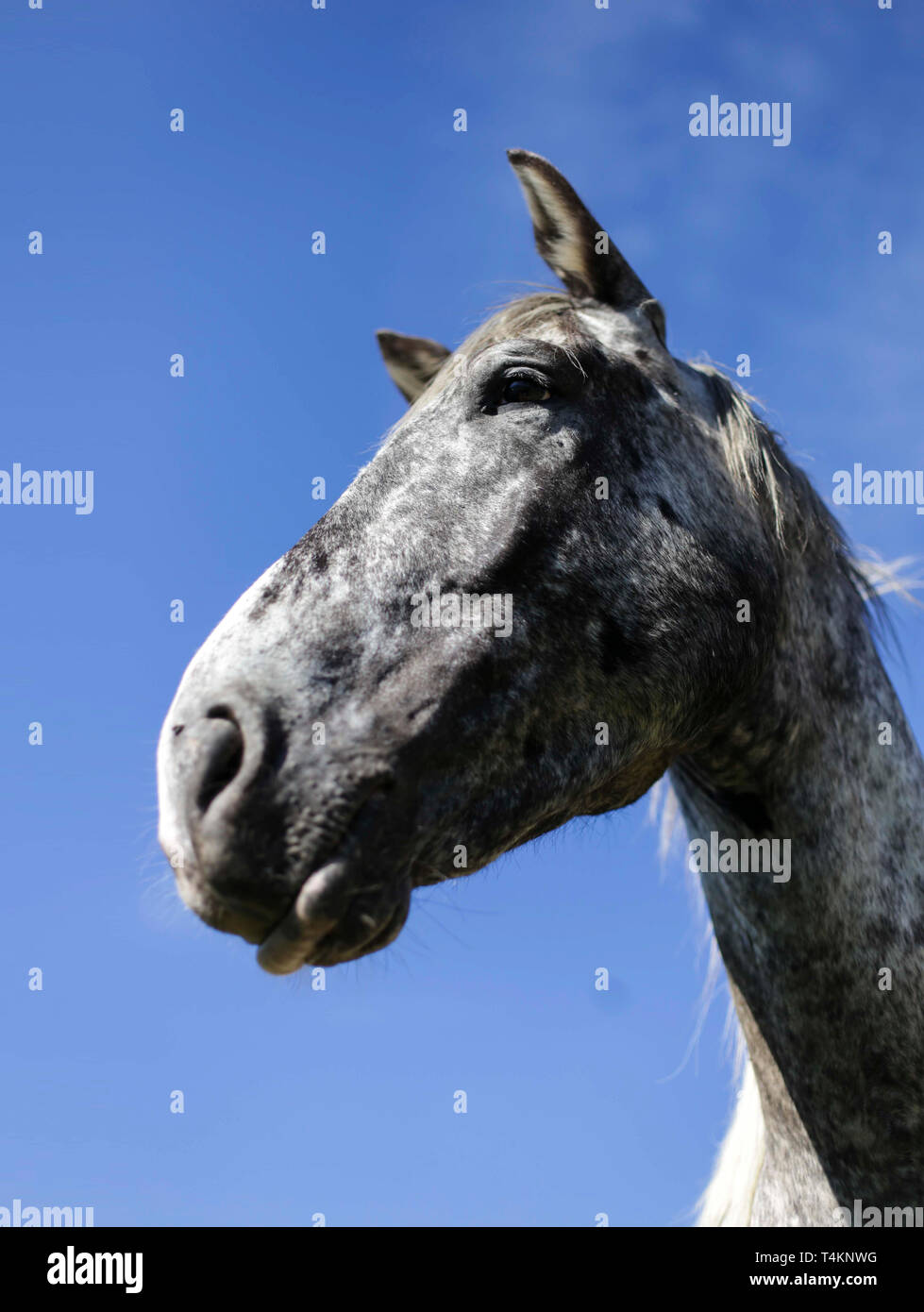 Grey mare range hi-res stock photography and images - Alamy