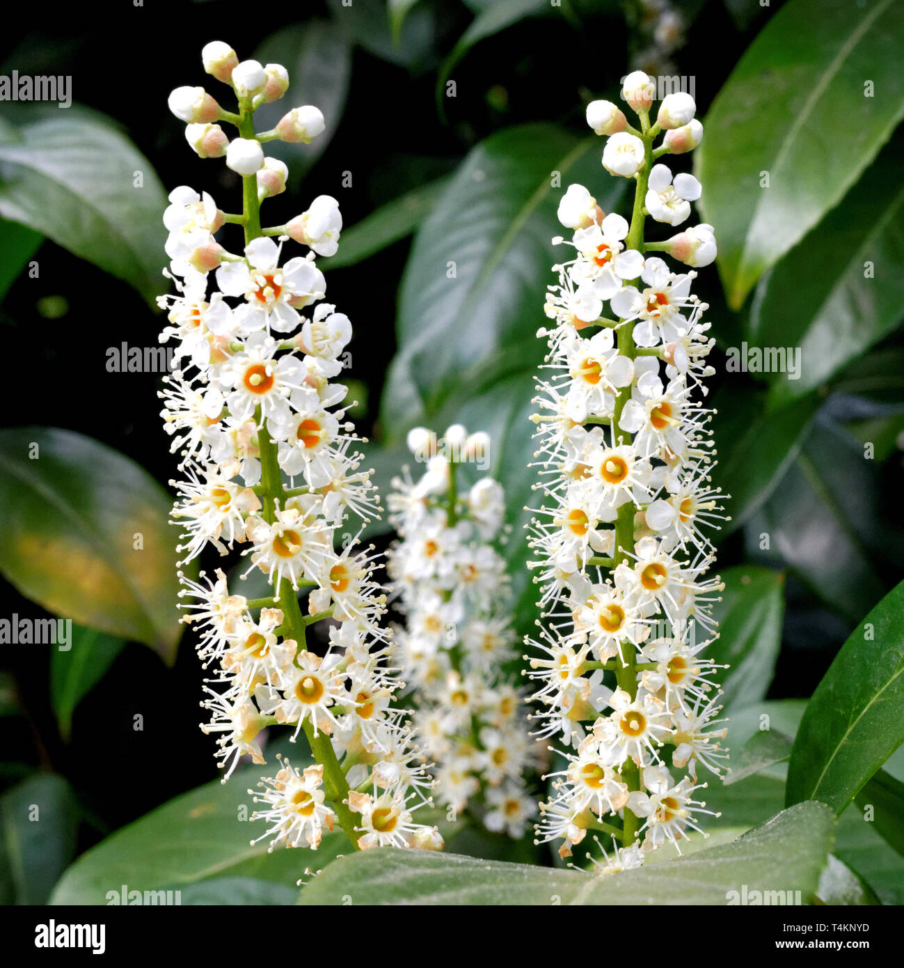 Prunus laurocerasus common laurel cherry laurel hi-res stock ...