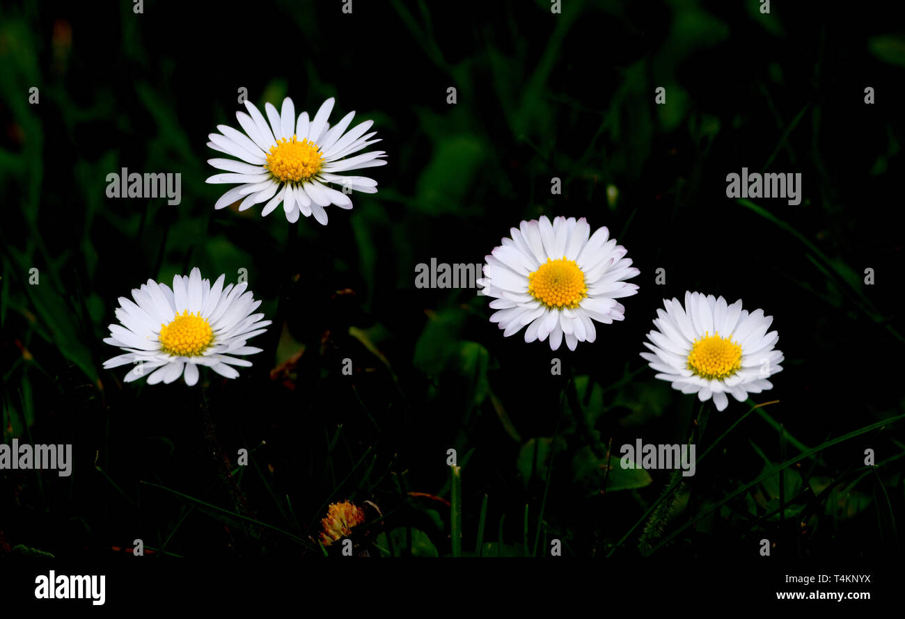 daisies in the grass against dark background Stock Photo - Alamy
